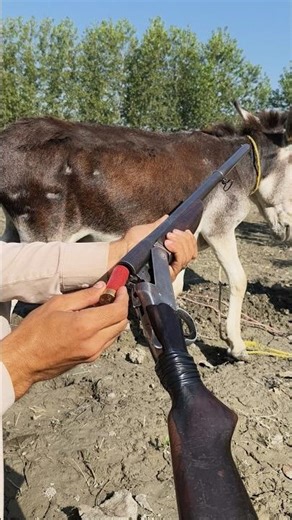 Forgotten but Not Broken: Rusty Stevens 12 Gauge Shotgun Test
