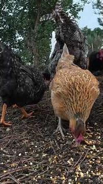 Chickens waiting for me to get home - Living a sustainable life