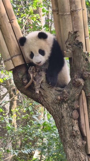 Meet Aini: The Adorable Baby Giant Panda