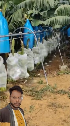 Genius China Banana Loader: This Train Car Loads Tons of Bananas in Seconds! 🍌🚆🔥”