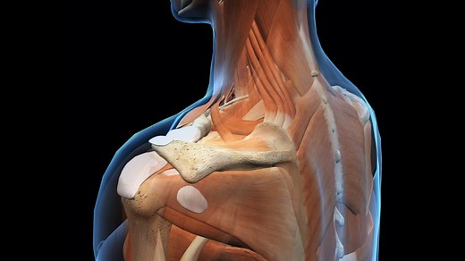 Acromion: anatomia e funzioni - Project inVictus