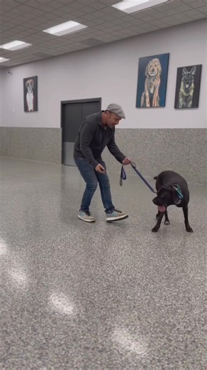 2.3K views · 53 reactions | E-Collar Myths, traditions, and popular...