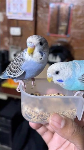 New Budgie Afraid to Come Out? 🐦 | Safe Hand-Taming Method Explained #shorts