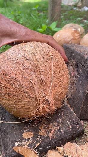 269K views · 737 reactions | smart way to remove dry coconut from its shell #coconut #satisfying | Handika Amiranto New | Facebook