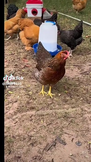 Swamp_Fox_169th (@swamp_fox_169th)’s videos with original sound - Smarlin Vargas💋