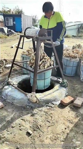 Storing Fresh Ginger in an Underground Cellar Using a Hand-Cranked Winch