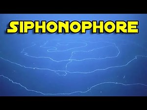 Siphonophore, The Monster of The Ocean !!!!