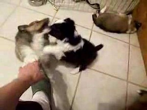 Sheltie puppies play 2008, Goodness is a tail-biter