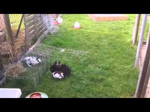 Rammeln wie die Karnickel