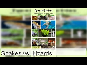 How are snakes different from lizards?