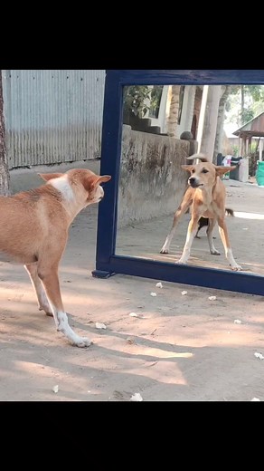 648K views · 8.2K reactions | Super Funny Mirror Prank on Dog藍藍 Hilarious Reaction Video | Alltime Best Fun TV | Facebook