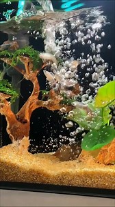 2.4K views · 20 reactions | DIY - How To Build Mini Swimming Pool For Fish 03 | Creative idias | Facebook