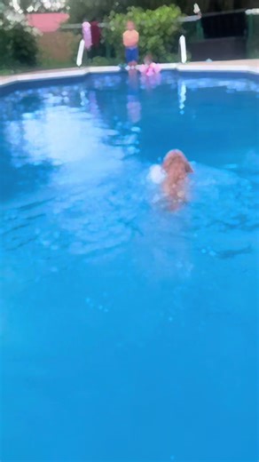 Cooling off in the pool 🤿 #swimming #pool #cavapoo #dog #puppy | cavapoo