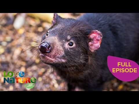 Tasmanian Devils Get Loud During Dinner Time! | Secret Life of the Tasmanian Devil 101