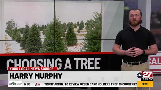 How to find the best Christmas Tree: Hoagy's Tree Farm