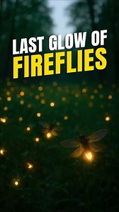 FIREFLY POPULATIONS ARE RAPIDLY DECLINING | YOURFACTSBUNNY #shorts