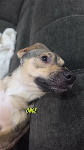 Here I am! #amazing #dog #shorts #viral #trending #video #trendingshorts #viralvideo #foryou #funny