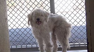 2.3K views · 240 reactions | ADOPTED - moved to SAFE Album on 08/11...