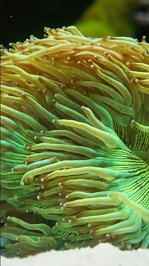 Floating Bloom – The Green Bubble Tip Anemone