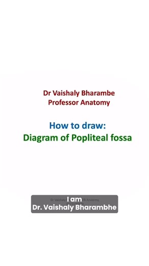 VB Anatomy Academy on Instagram: "Popliteal Fossa made easy — here’s how to draw it clean and clear. [Popliteal, Fossa, Anatomy, Sketch, Drawing, Diagram, Artery, Vein, Nerve, Tibial, Peroneal, Revision, Medschool, MBBS, NEETPG, Physio, Nursing, Study, Recall, Tutorial] #PoplitealFossa #AnatomyDrawing #VBAnatomy #AnatomyMadeSimple #LowerLimbAnatomy #MedicalStudents #MBBSFirstYear #NEETPG #PhysiotherapyStudents #AnatomyTutorial"