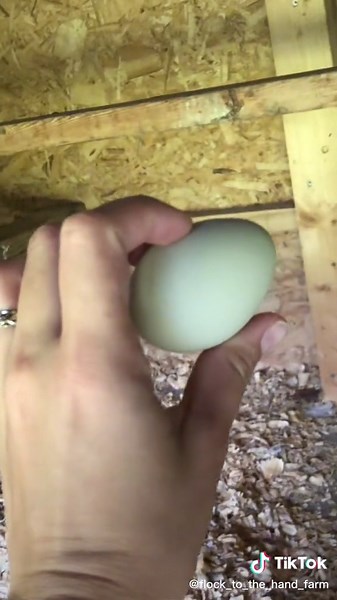 Rent Collection from the Egg Lord | Chicken TikTok Compilation