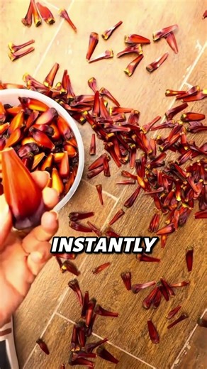 Araucaria pine Cones EXPLAINED 🤯 #shorts