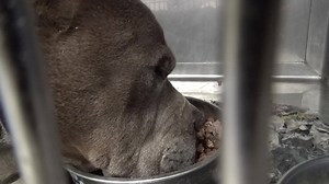 10K views · 568 reactions | RESCUED - moved to SAFE Album 03/13...