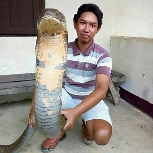 25K views · 213 reactions | FUNY MAN PLAY WITH SMALL KING COBRA | Snake Farm | Facebook