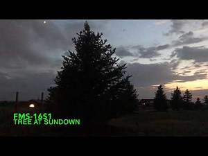 Firefly Magic® Green LED Firefly Lights - Tree and Bush Installation