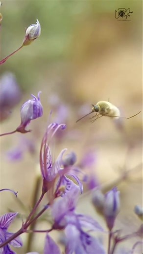 Passion In Macro on Instagram: "░F░E░A░T░U░R░E░D░ . We proudly presents one of wonderful and stunning macro video by: @niloofar___noori The Bombyliidae are a family of flies, commonly known as bee flies. Some are colloquially known as bomber flies. Adults generally feed on nectar and pollen, some being important pollinators. Larvae are mostly parasitoids of other insects. 💌 Please take time to visit the beautiful gallery of this great photographer to give some love, support and 𝘀𝗲𝗲 𝗺𝗼𝗿𝗲