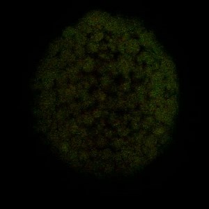 File:Chemokine-GPCR-Signaling-Inhibits-β-Catenin-during-Zebrafish-Axis-Formation-pbio.1001403.s009.ogv - Wikimedia Commons