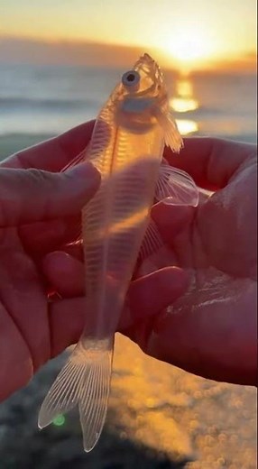 Fisherman Catches Transparent Fish You Can See Through - Unbelievable!
