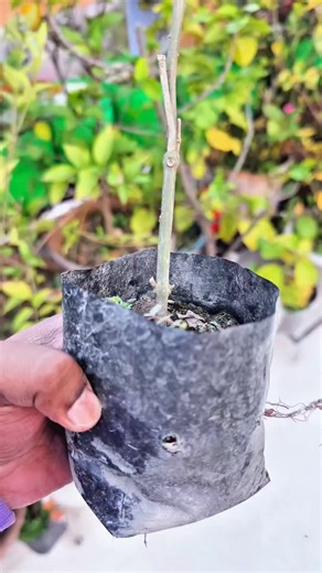 S Ghosh on Instagram: "Roots Weak? Plants Dying for No Reason? 😱 THIS Combo Fixes It! Plants growing slow, sudden yellowing, or roots getting damaged without visible pests? ⚠️ The real enemy is nematodes & soil-hidden insects! This Nematode Control Combo by Utkarsh Agro 👉 Nematoz-P + Metarhoz-P + Trichoherz-P works inside the soil to eliminate nematodes, grubs, termites & harmful fungi 🪱❌ while protecting roots and boosting healthy growth 🌿✨ Perfect for terrace garden, pots & home gardening.