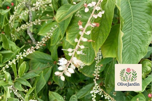 30  Mountain Pepper Bush Seeds – Clethra Acuminata – Ornamental Flowering Shrub - Etsy