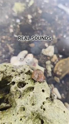 REAL SOUNDS -SEA SHELLS#realsound #nature #beach #natureaudio #peacefulwaves #creature #seafood