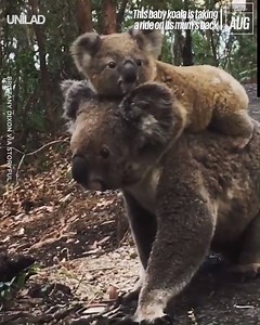 This little koala joey loves a piggy back from his mum! 🐨😍 | UNILAD