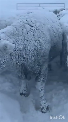 What Happens at 70 Degrees Centigrade? #subscribe