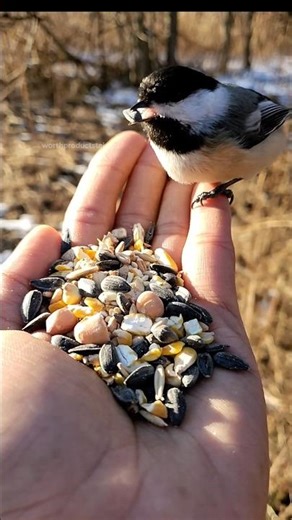 Focus App Telugu| Focus పెంచే Mind Control App| Stay Productive in Telugu #forestapp #studywithme