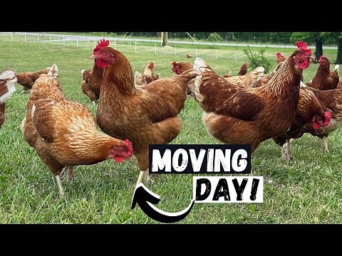 Behind the Scenes at KC Farms – Pasture Rotation for Egg Layers