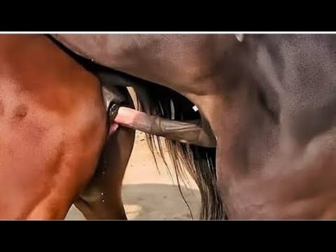 "Smart Breeding: Using Genetics to Shape the Perfect Horse"