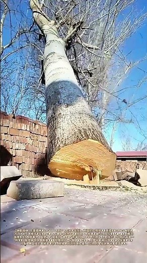 廃墟に寄り添う巨木： チェーンソーが導く制御された転倒