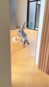 Richie is trying new Fighting figure 😹 Rate it out of 10 💥 . . #funnycat | Richie_the_mainecoon_