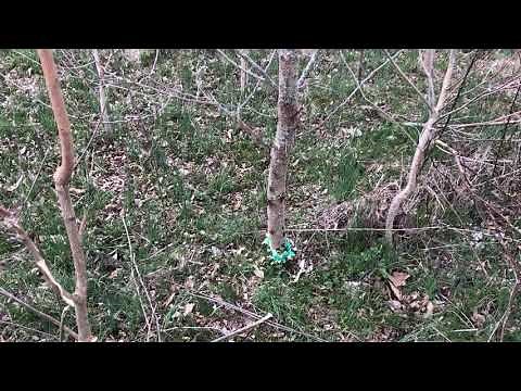 Eradicating Honey Locust trees