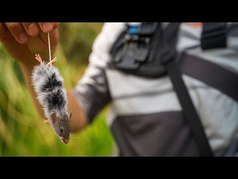 Fly Fishing For Big Trout With MOUSE FLIES