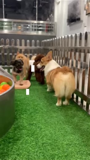 It’s easy to plan the cute moments. It’s harder to plan the emergency vet moments. That’s why pet health insurance gets recommended. Get covered today! #StandardInsurance #PetInsurance | Standard Insurance