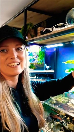 HÄSSLICH oder WUNDERSCHÖN?! Algen im Aquarium