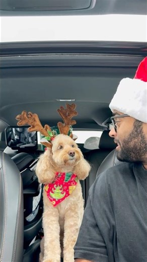 Mini Cockapoo is The Cutest Reindeer 😳