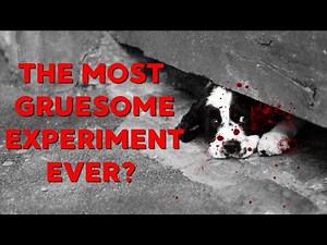 Is HELPLESSNESS learned? The INESCAPABLE SHOCK experiment on dogs