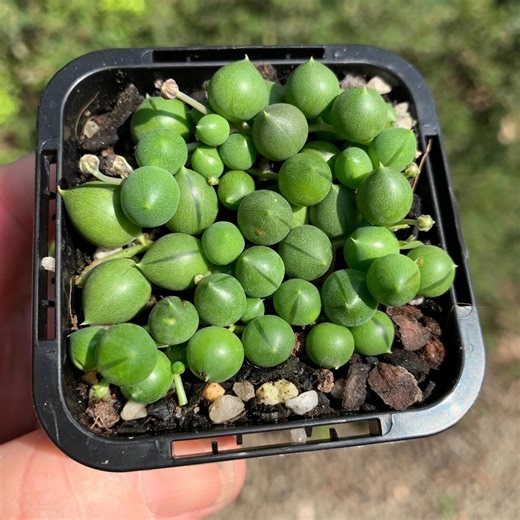 Live Mini String of Pearls Succulent, Rare Fully Rooted Plant in 2 Inch Pot - Etsy