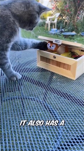 my cats vs useless box funny cool gadget 😎 #shorts